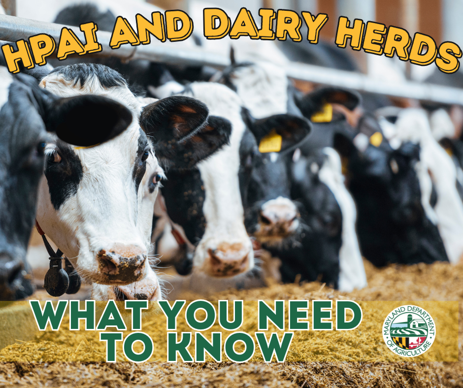 High Path Avian Influenza: What You Need to Know